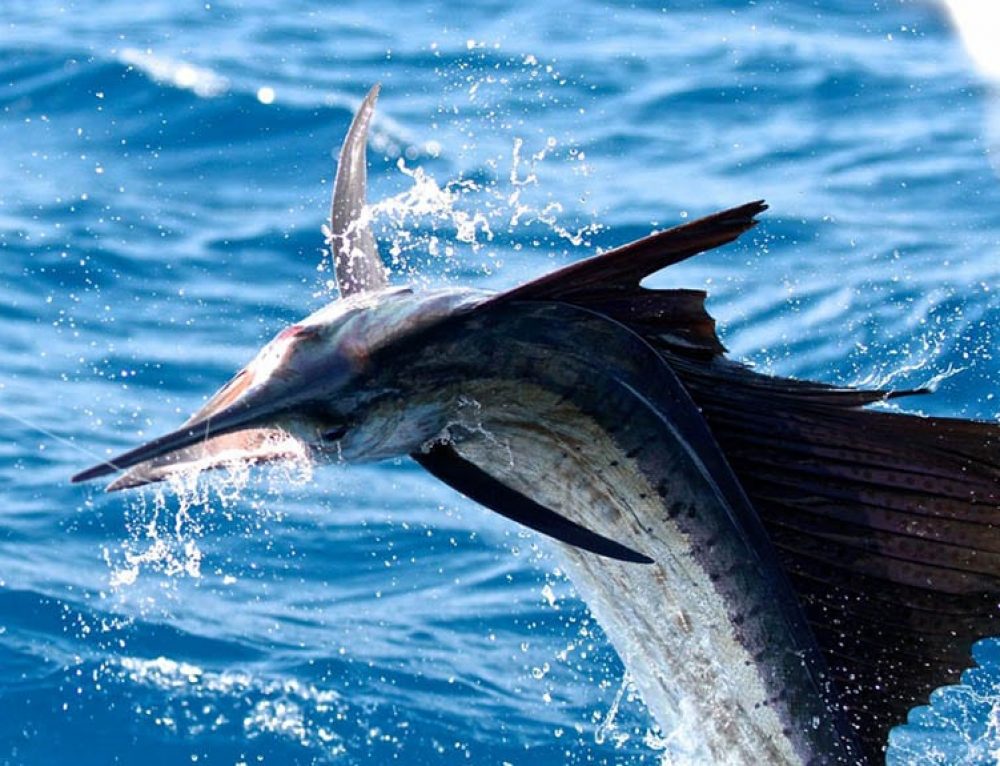 Best Marlin Fishing In Costa Rica - Blue Marlin Fishing Season Trips